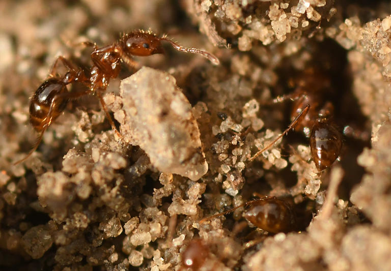 What you need to know about the 3 types of fire ants invading North ...