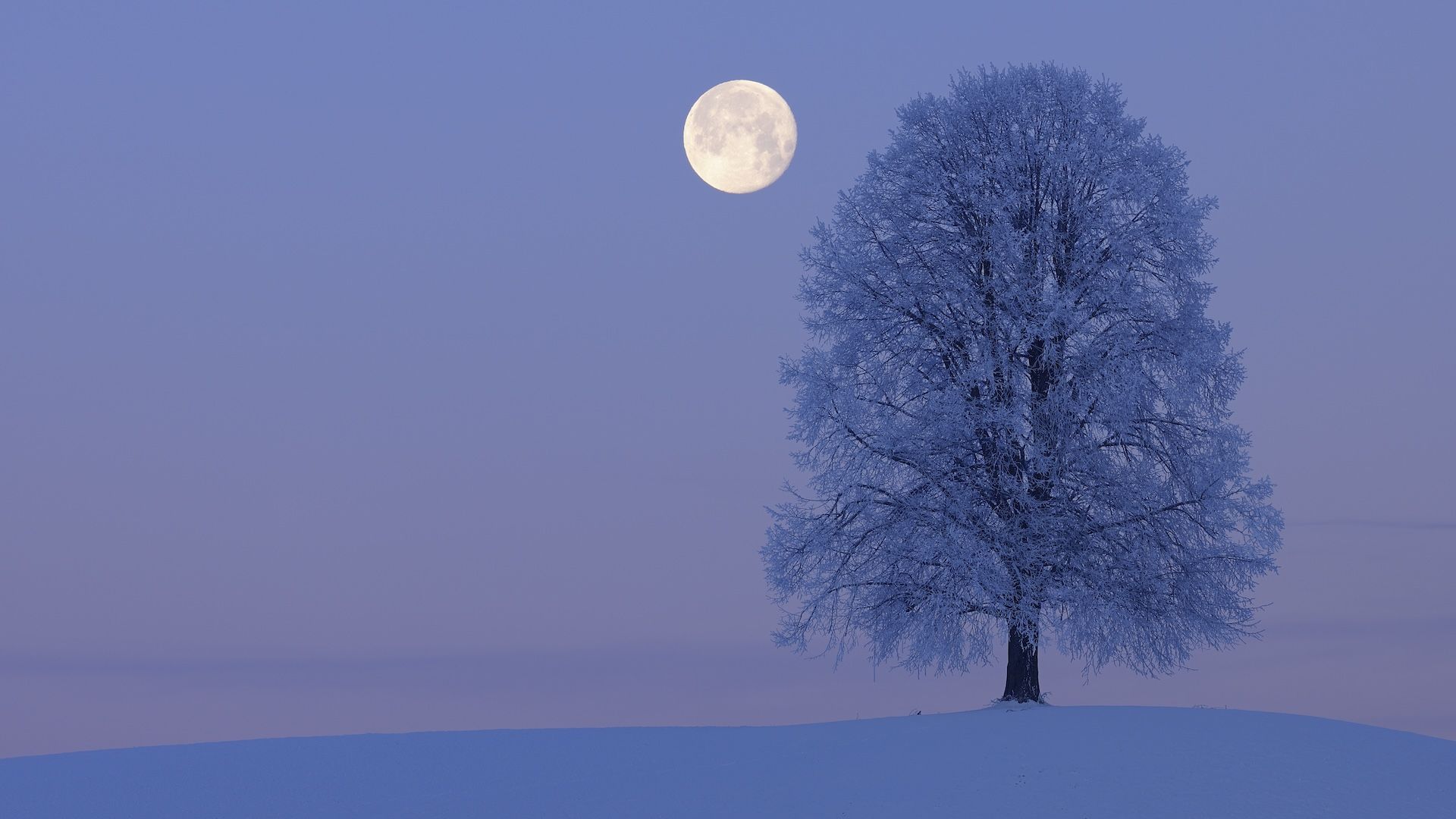 Cold Moon 2024: How to watch the year's final full moon rise with ...