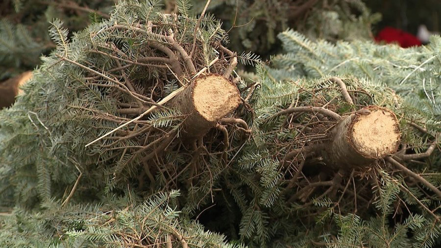 How to reduce ‘Christmas tree syndrome’ allergies and symptoms How to reduce ‘Christmas tree syndrome’ allergies and symptoms