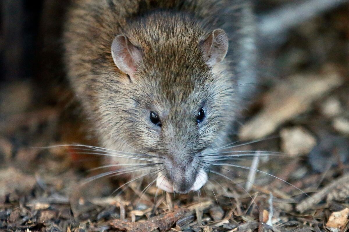 Adiós a las ratas: estas plantas aromáticas embellecen tu hogar y ...