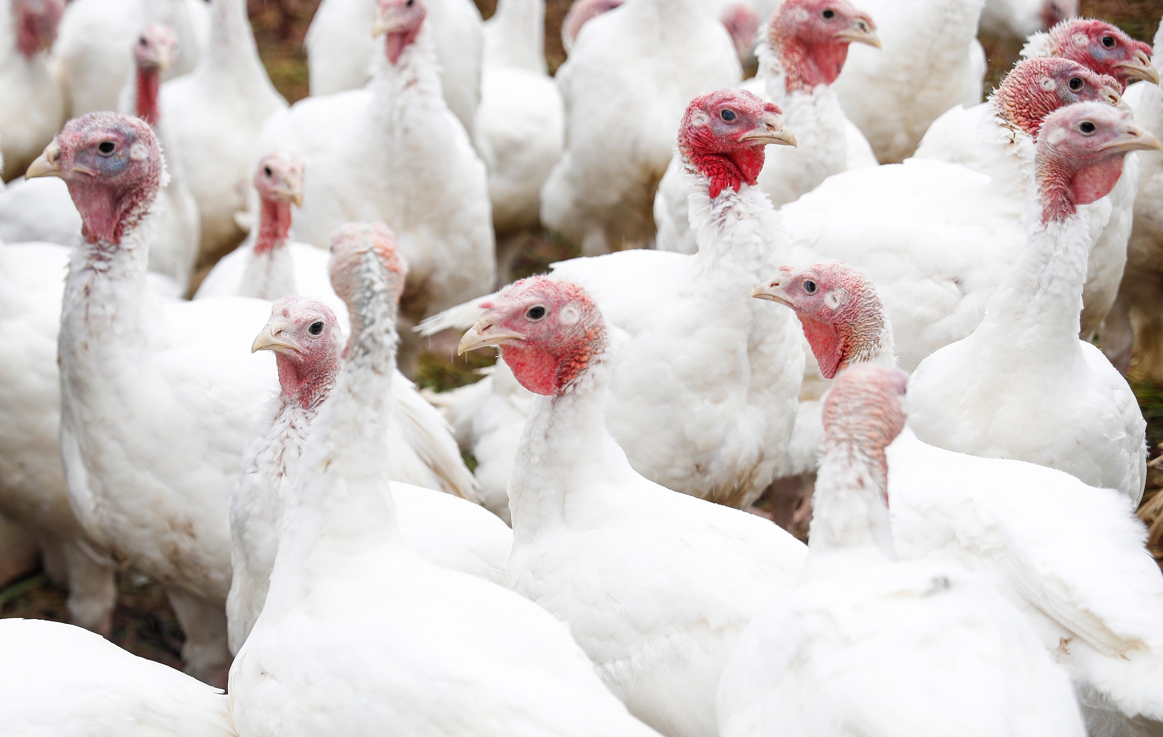 Second case of bird flu in three days reported in Iowa, this time in ...