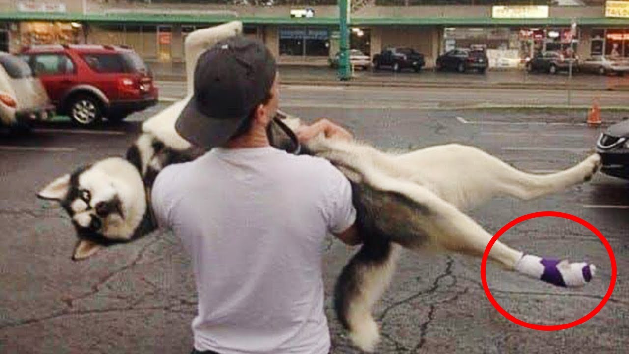 The Most Dramatic Dog Visit to the Vet