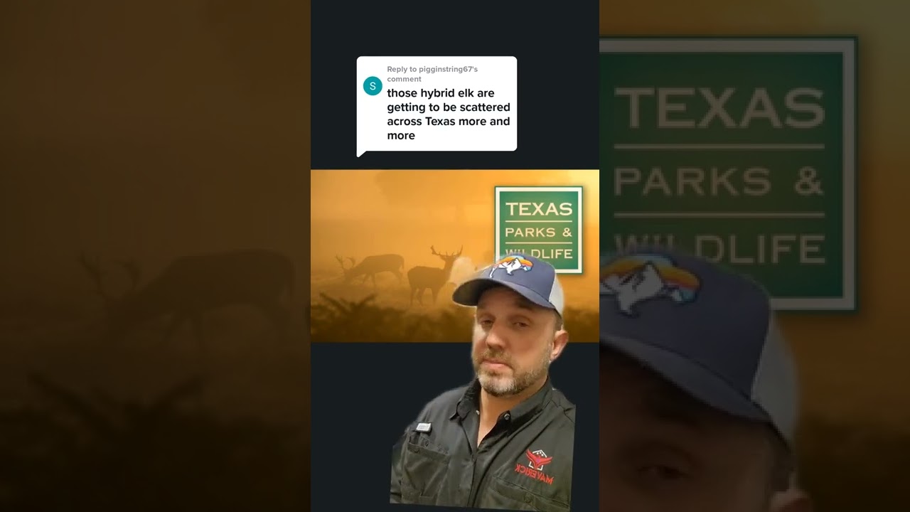 Do Hybrid Elk Really Exist in the Wild?