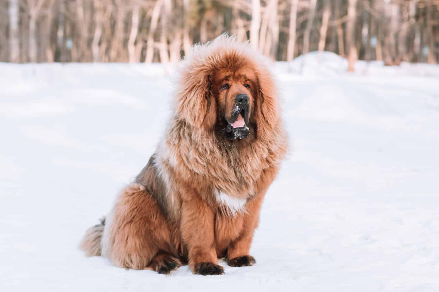 The Most Expensive Dog Breeds Require Financial Planning