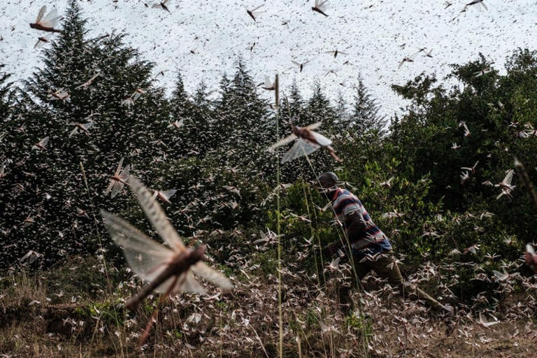 How North African locust invasion is affecting Moroccan agriculture