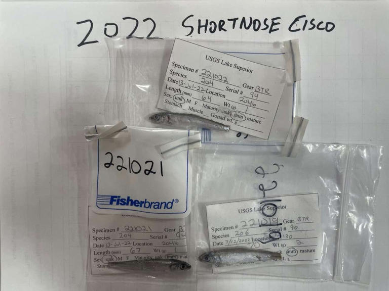 'Murder hornets' eradicated from US, Federal and Washington agriculture ...