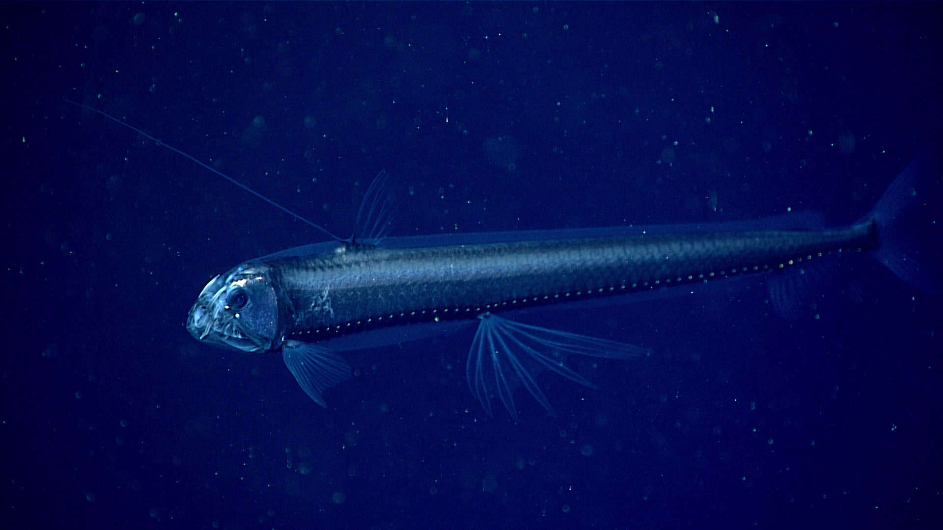The Fish With Lethal Weapons for Teeth