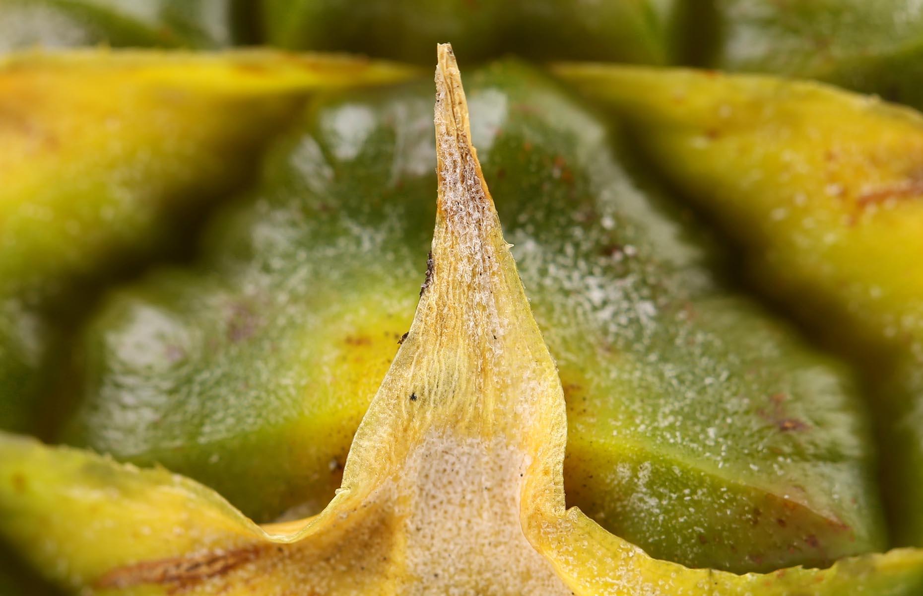 How many of these zoomed-in foods can you guess?