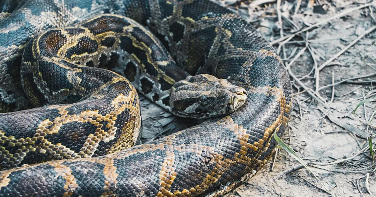 New Research Shows Burmese Pythons Can Eat Much Bigger Prey Than Ever ...