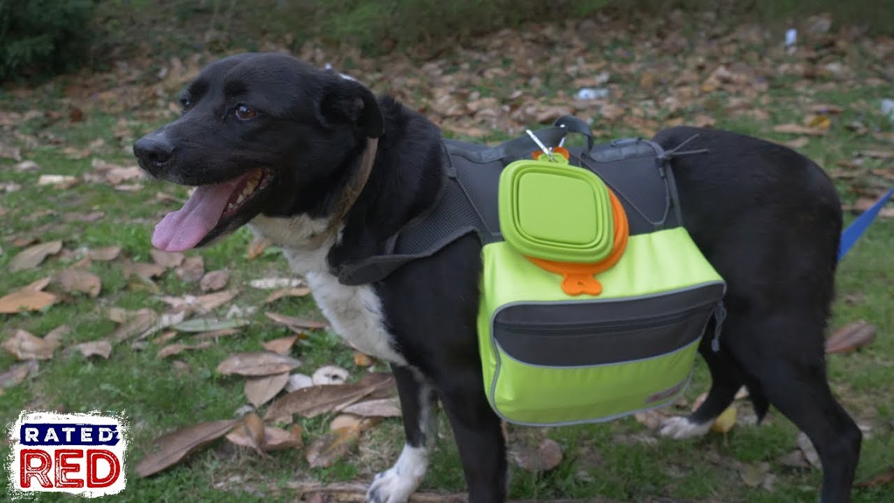 How to pack a 72-hour bug out bag for your dog