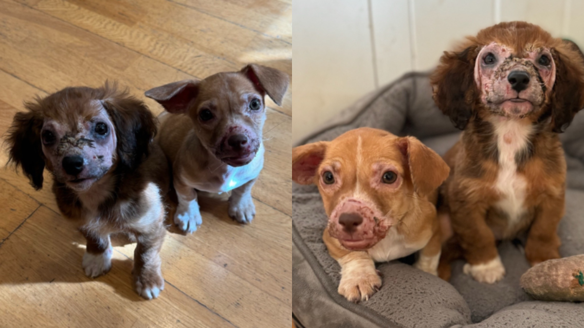 Puppy Strangles: How 2 Dogs Are Defying the Odds Against This Rare Disease