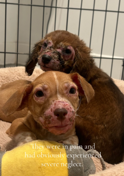 Puppy Strangles: How 2 Dogs Are Defying the Odds Against This Rare Disease