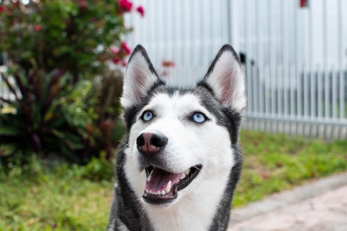 Rescued Husky Embraces Safety and Freedom with Joyful Leaps in New ...