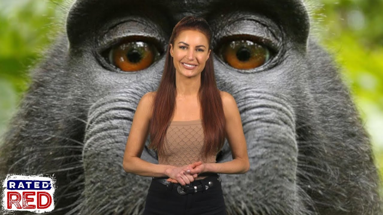 Court rules PETA was wrong about the monkeys selfie