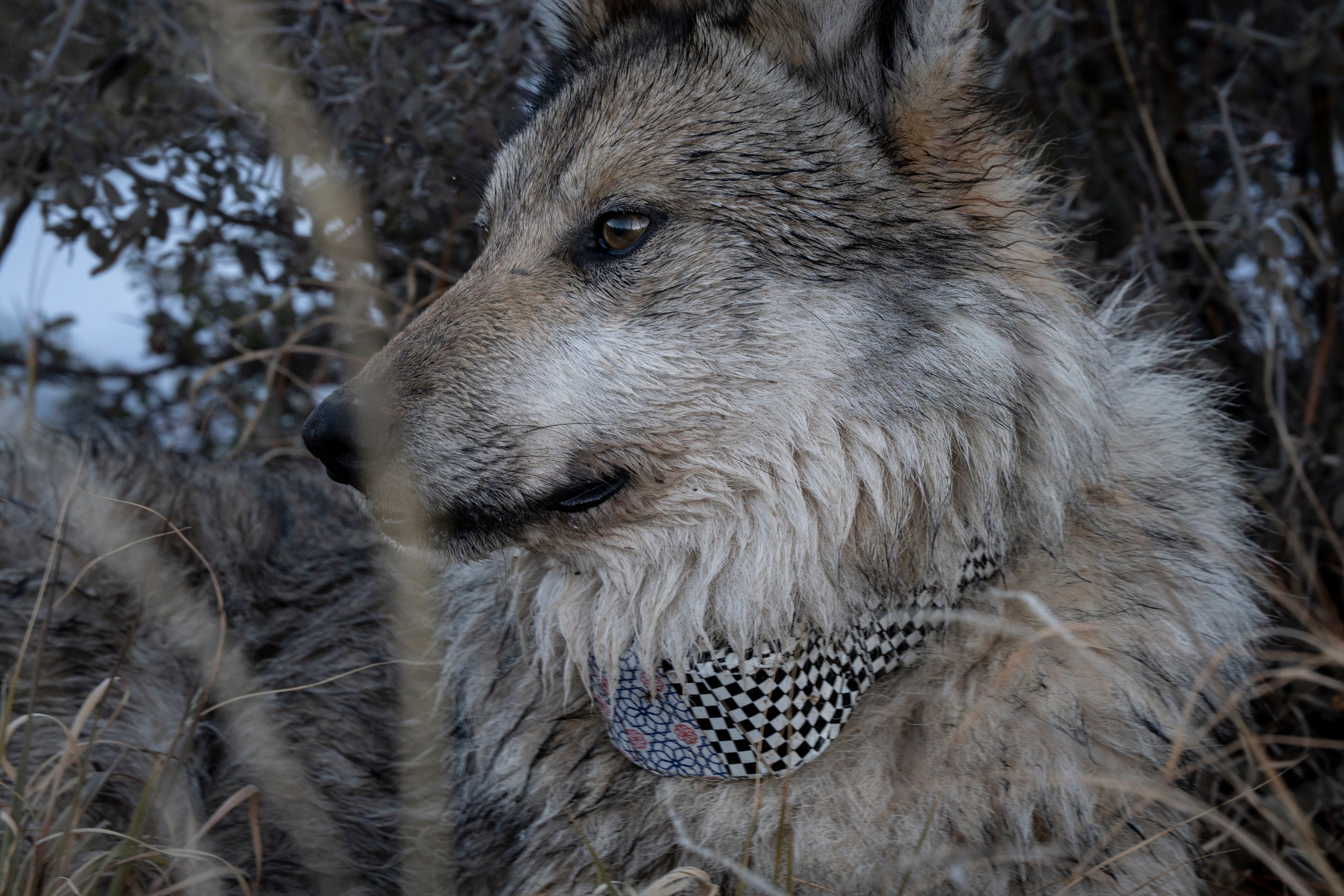 Wolves, prairie dogs share territory, but conservation issues are different