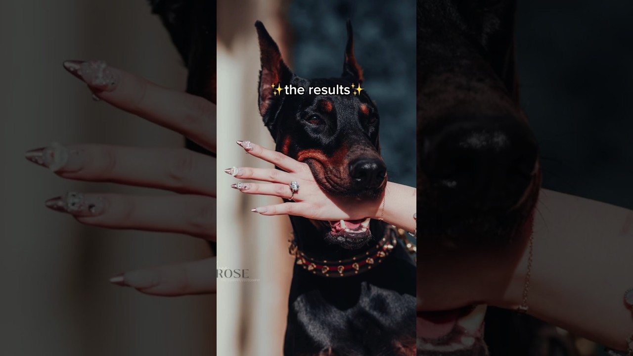 Candid Photo Shoot Captures a Doberman’s Charm