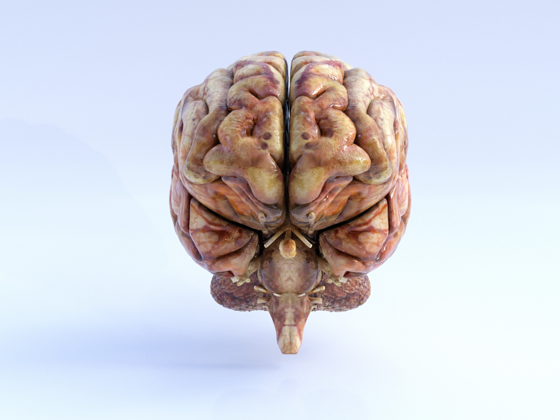 Understanding the concept of brain rot