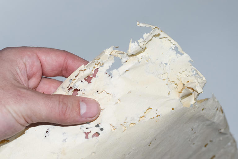 Pesciolini d’argento in casa: cosa sono, perché sono attratti dai libri ... Pesciolini d’argento in casa: cosa sono, perché sono attratti dai libri ...