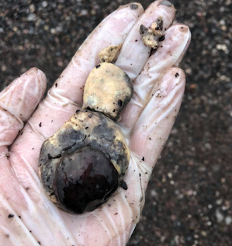 Equine specialist explains how to tell if your horse needs their sheath ...