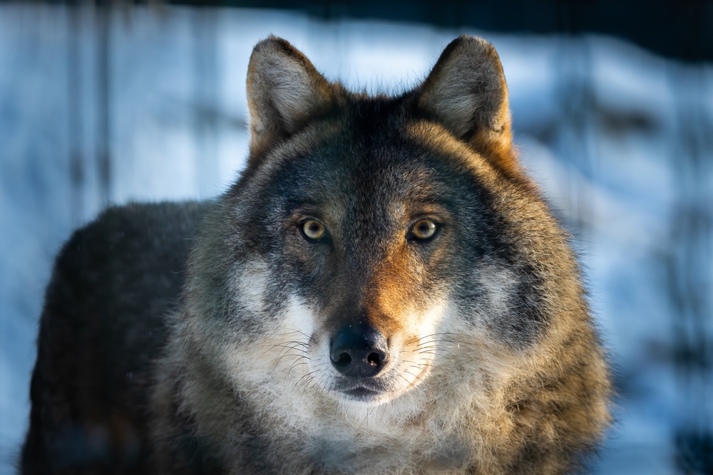 10 Wolf Attacks On Humans That Will Send Shivers Down Your Spine