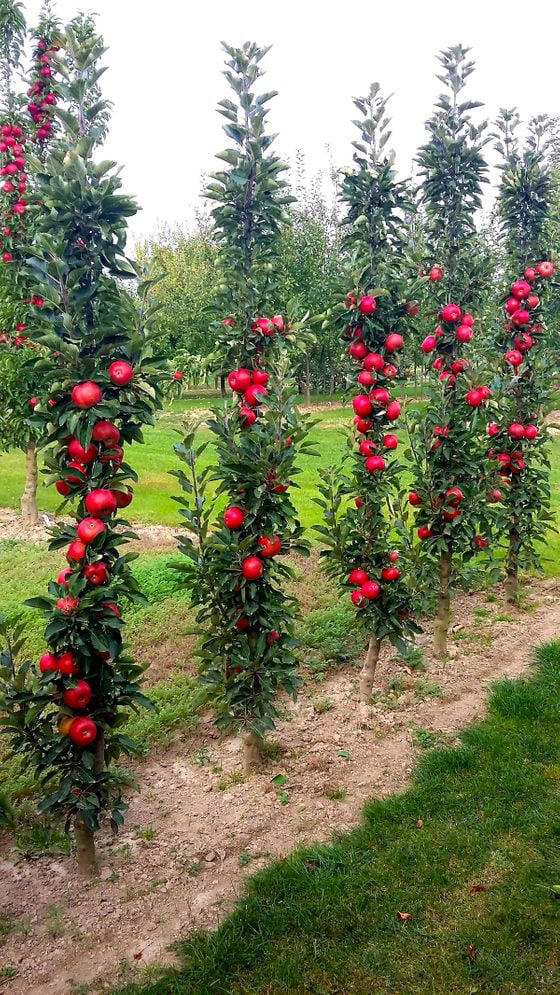 Grow a Columnar Apple Tree in Small Spaces
