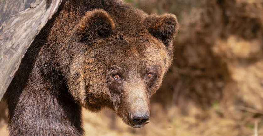 12 Traits of Grizzly Bears That Defy Expectations 12 Traits of Grizzly Bears That Defy Expectations