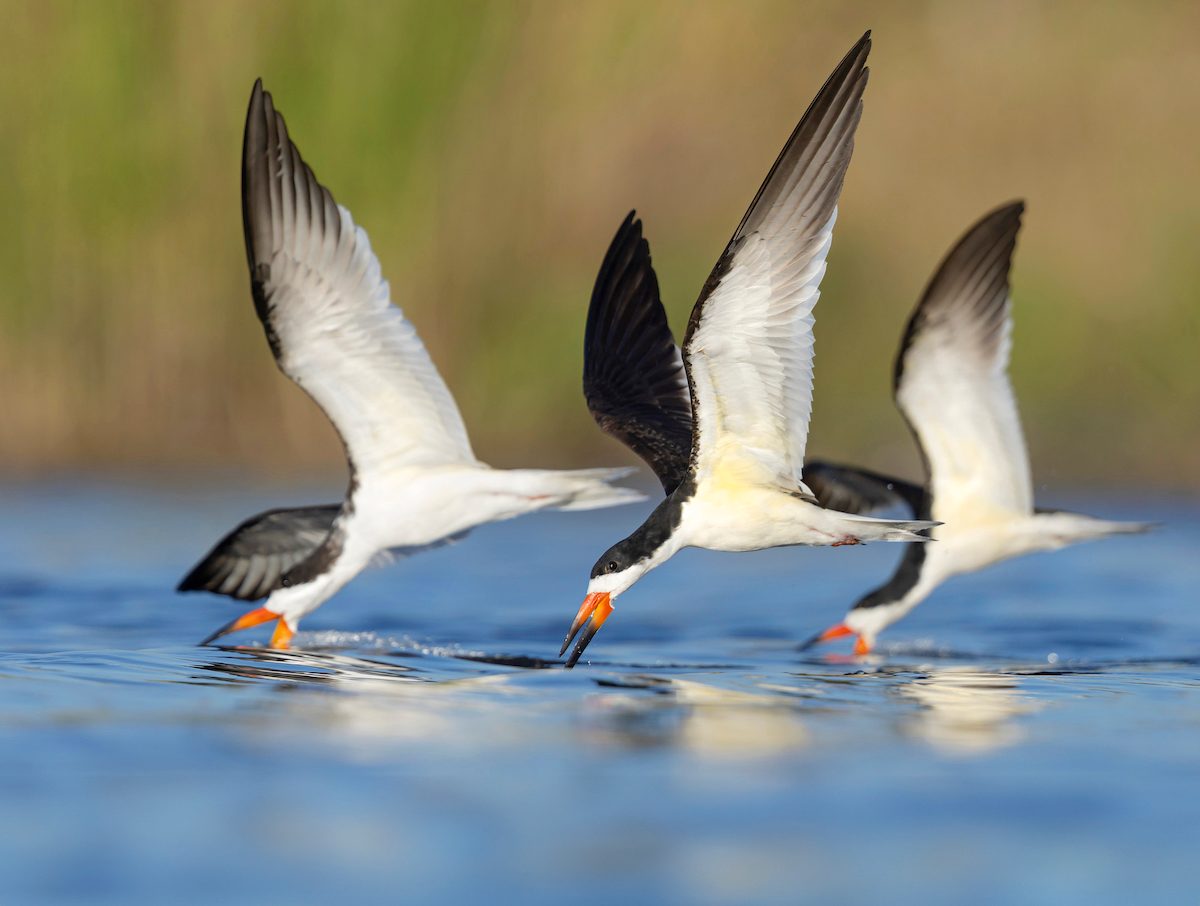 15 Bizarre and Surprising Bird Facts You Should Know