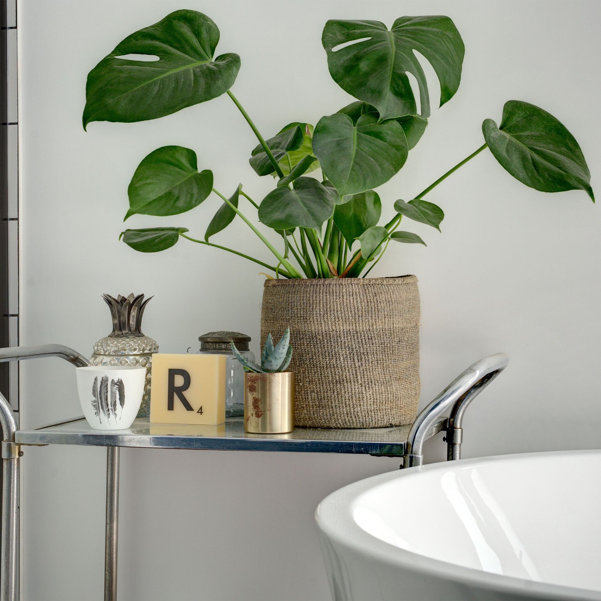 How often to water your monstera — 3 tricks houseplant pros use to make ...