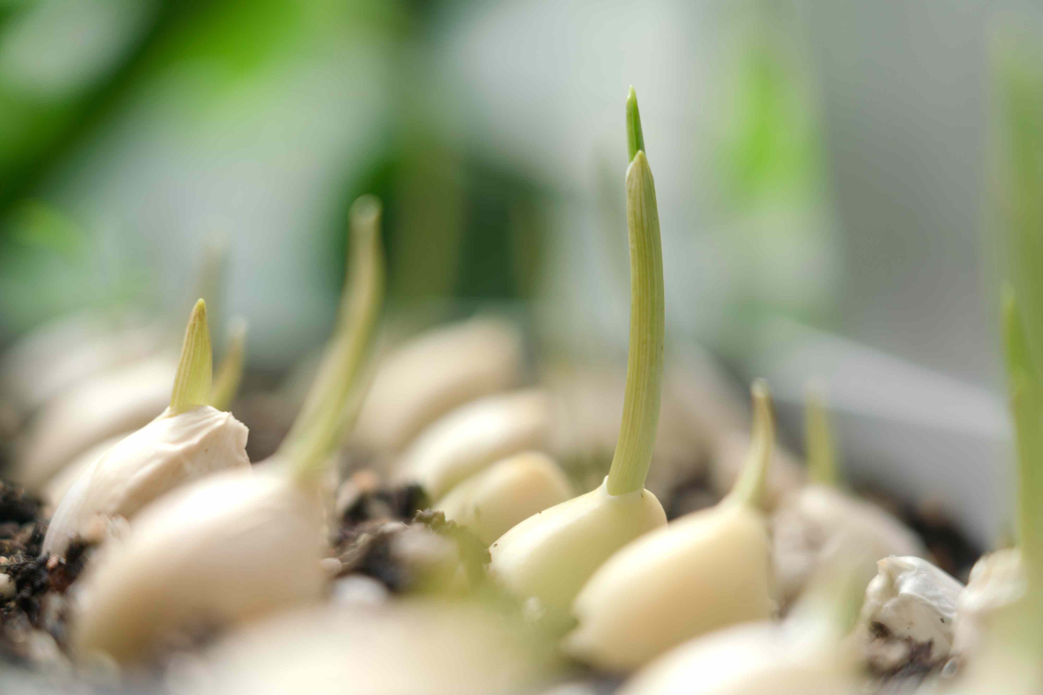 You Don't Need a Garden to Grow Garlic—Here's How to Do It Indoors