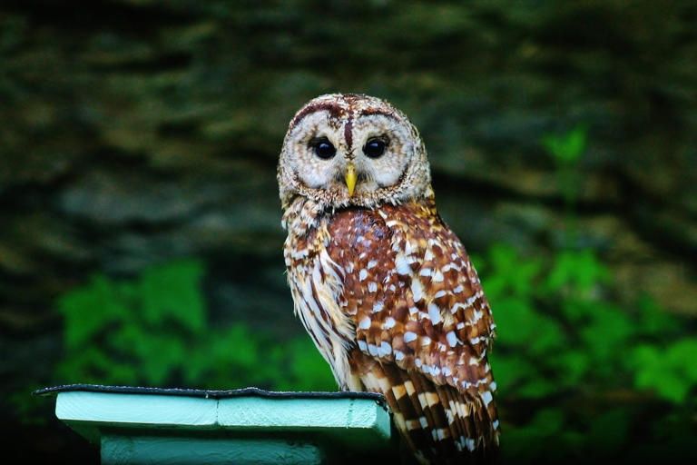 How to identify a barred owl