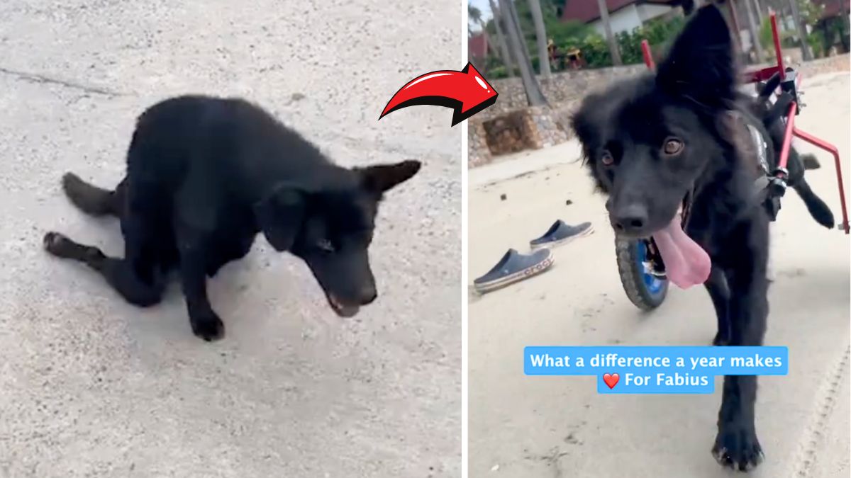 WATCH: Street Dog Vanishes—Days Later, He Returns Dragging His Legs ...