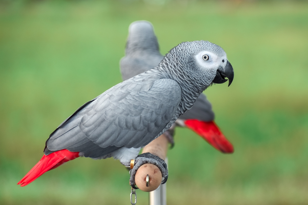 13 Bird Species That Can Imitate Humans Better Than AI