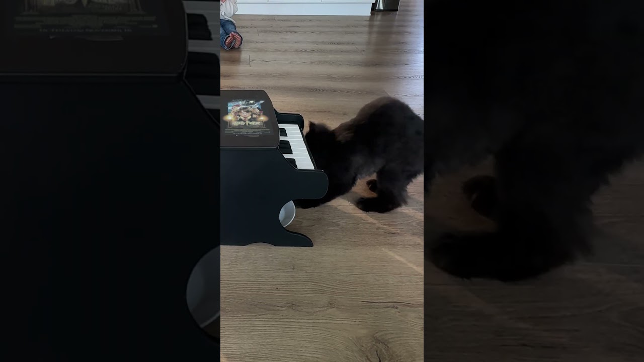 Harry Potter and LOTR face off in epic pet parody