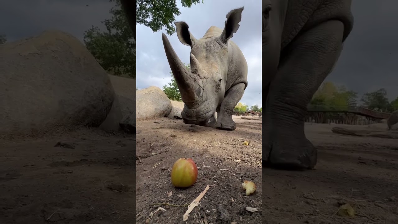 Rhino performs soothing ASMR sounds in forest