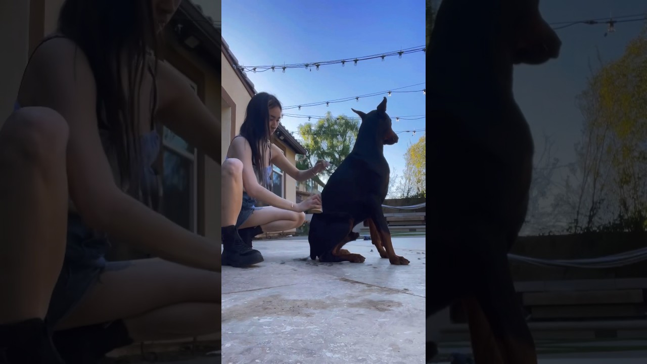 Tips for maintaining a glossy, shiny Doberman coat