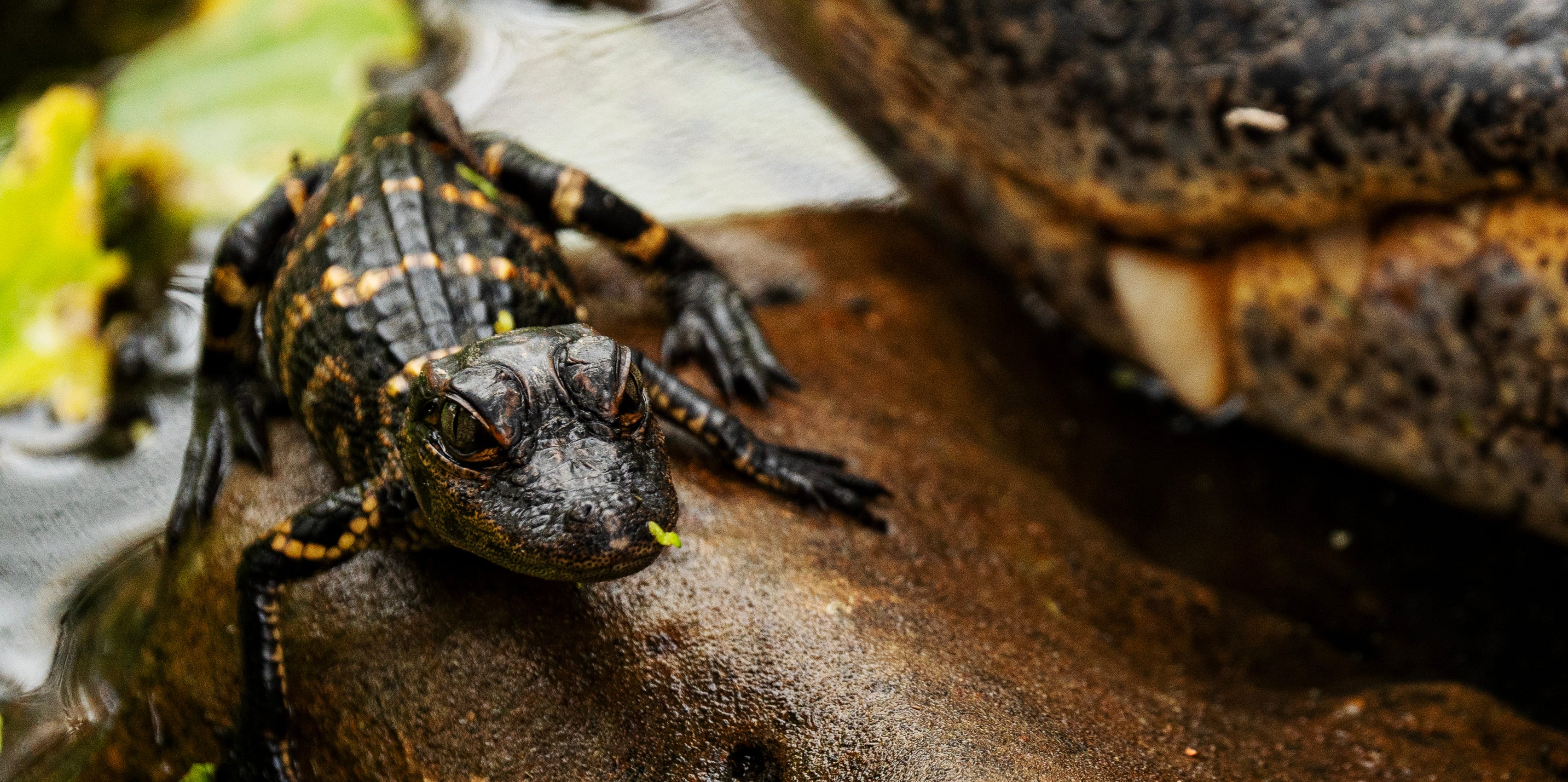 Small alligator spotted along the Charles River in Boston. This man ...