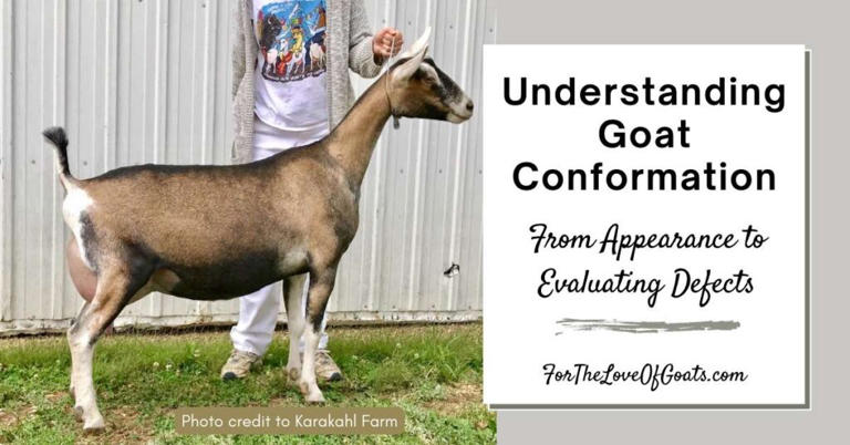 Understanding Goat Conformation: From Appearance to Evaluating Defects