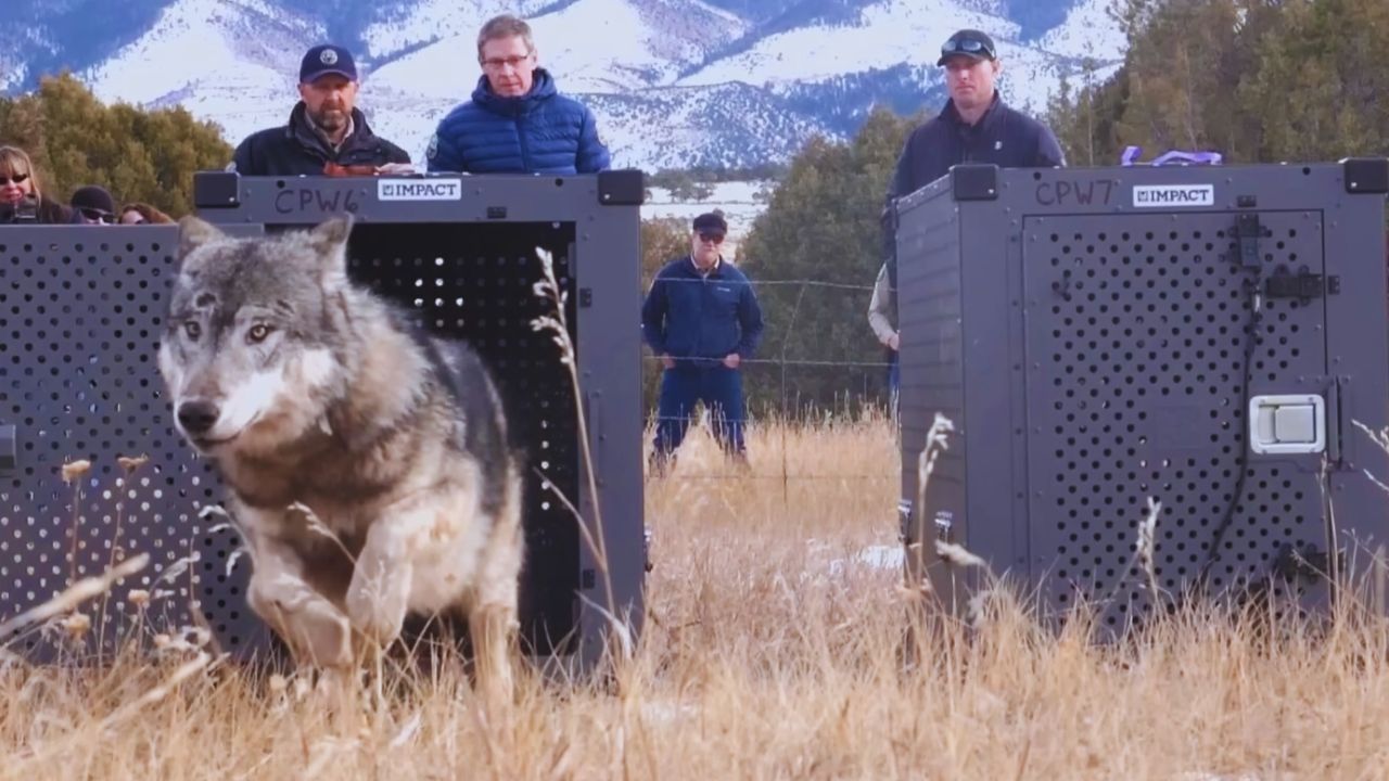 How Releasing 14 Wolves Saved Yellowstone National Park