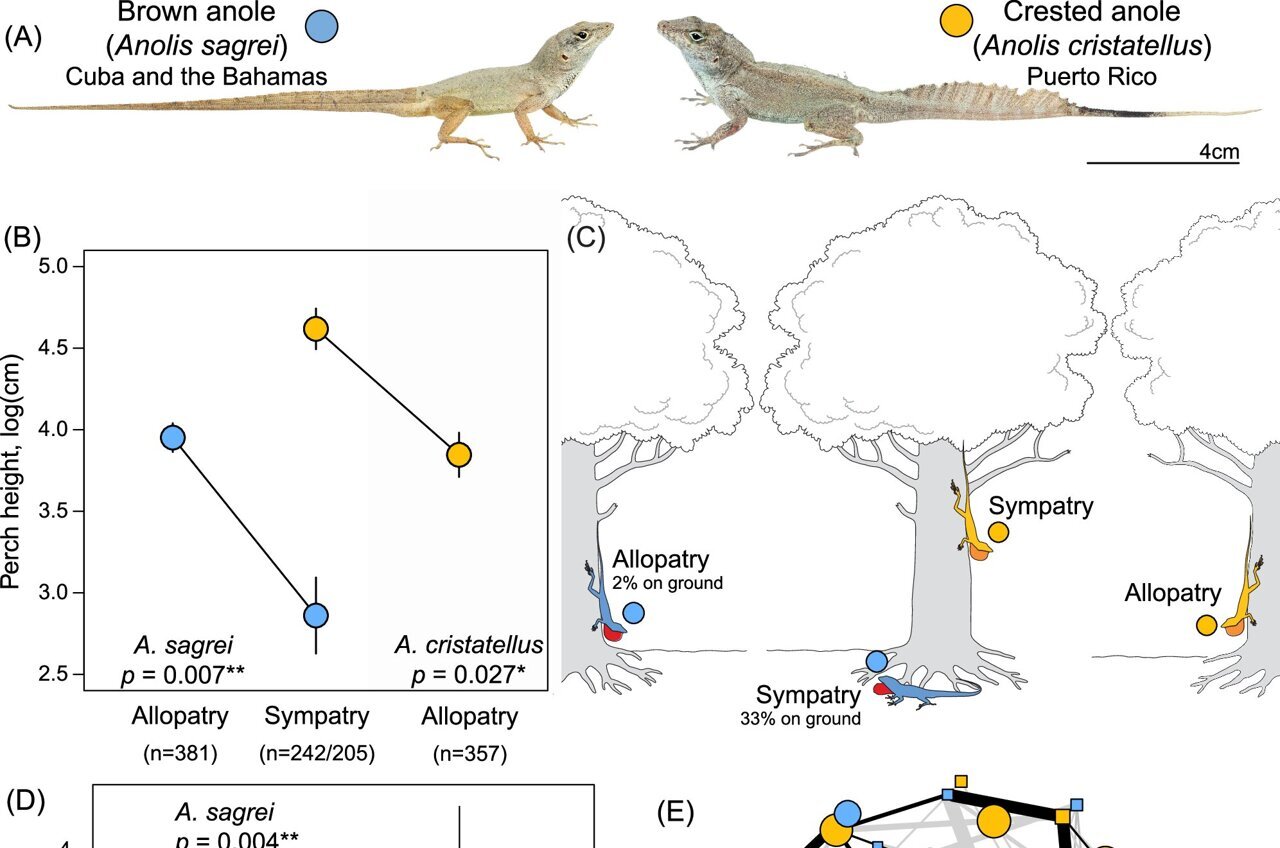 Scientists witness evolution in action when two lizard species meet for ...