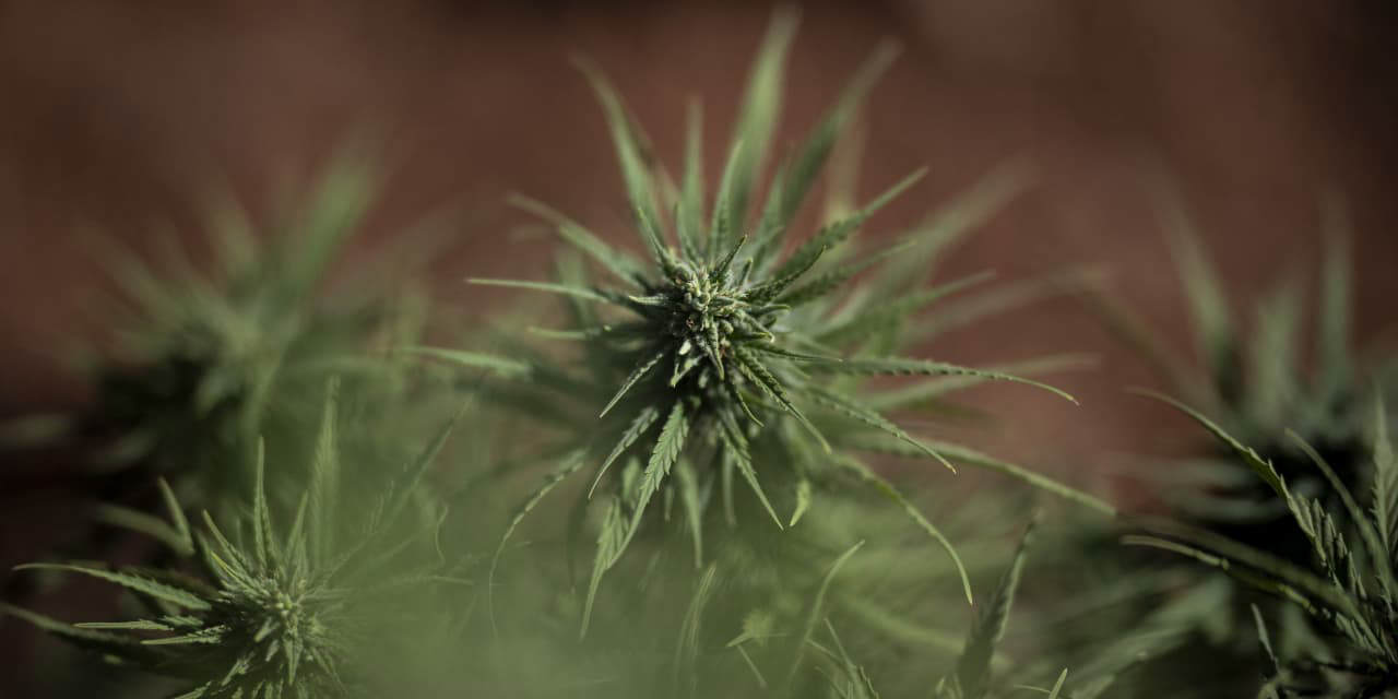 Cannabis stocks extend gains on RFK Jr. committee vote, Senate banking ... Cannabis stocks extend gains on RFK Jr. committee vote, Senate banking ...