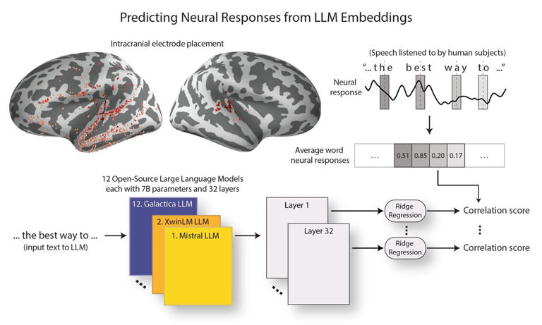 LLMs are becoming more brain-like as they advance, researchers discover