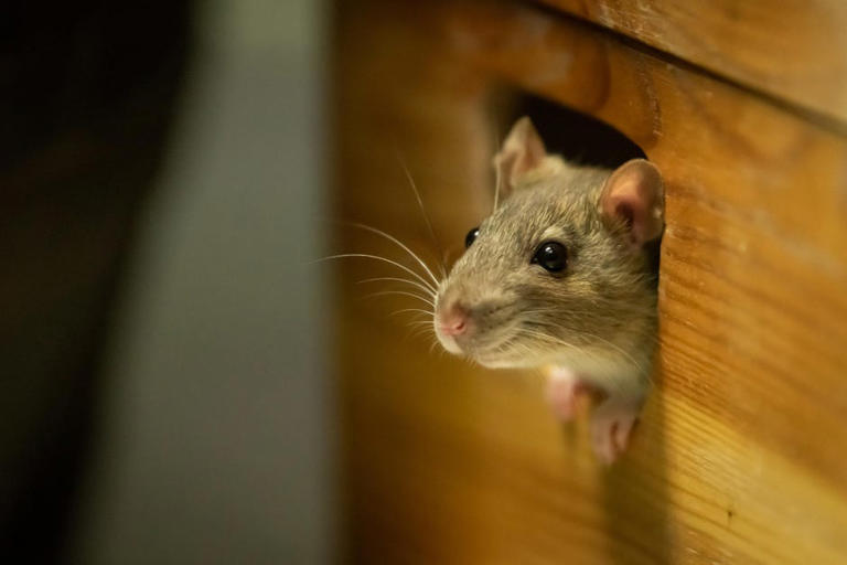 Found a Mouse in Your House? Try These Expert Tips for Getting Rid of Mice