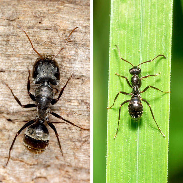 Carpenter Ants vs. Black Ants: What’s the Difference?