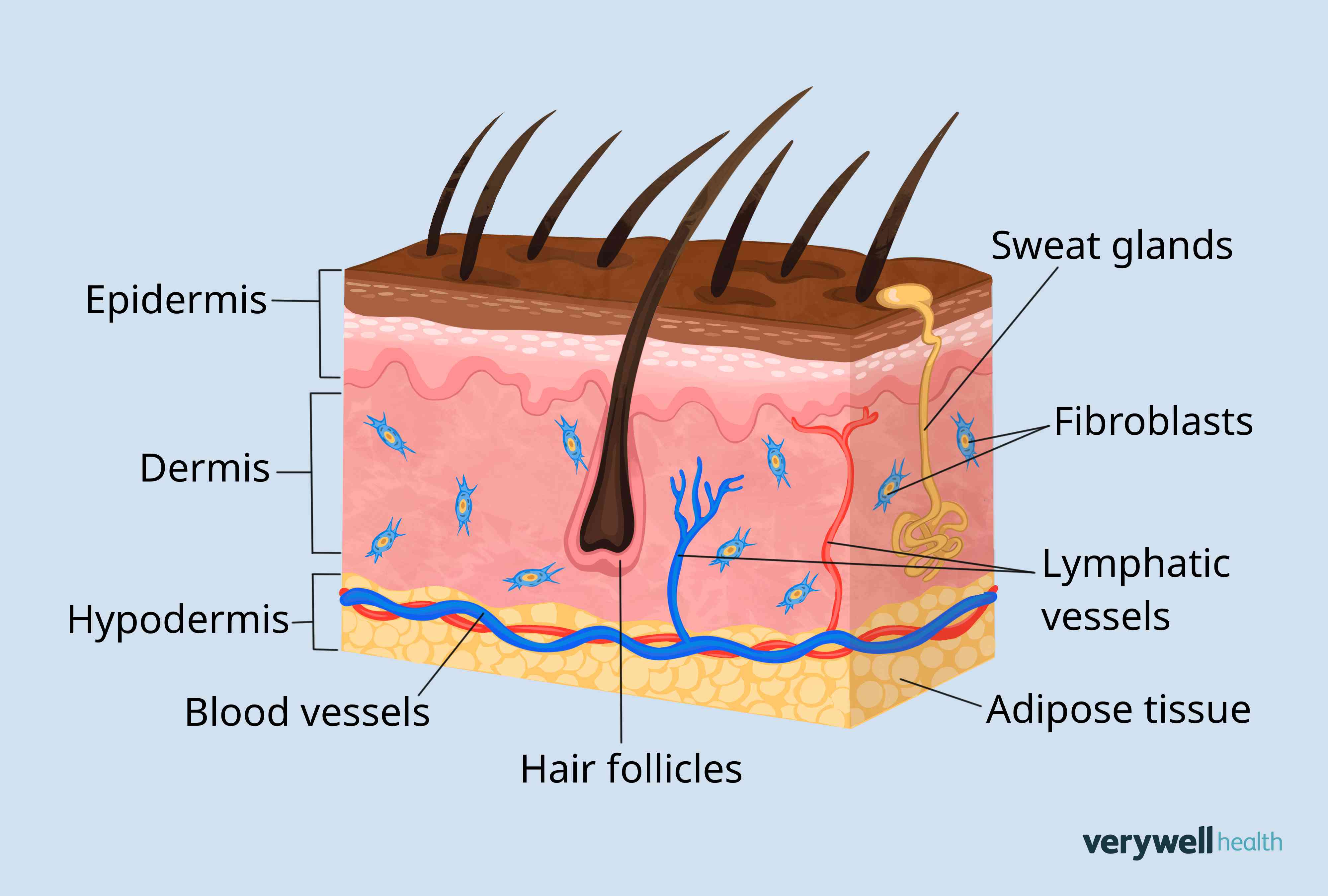 What is the hypodermis?
