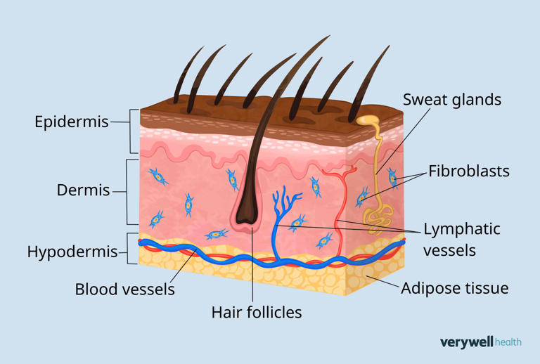 What is the hypodermis?