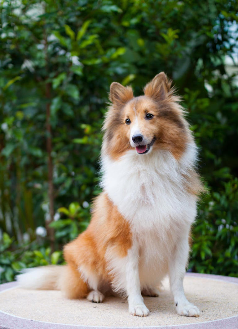 These 15 dog breeds are famous for their sweet and friendly personalities
