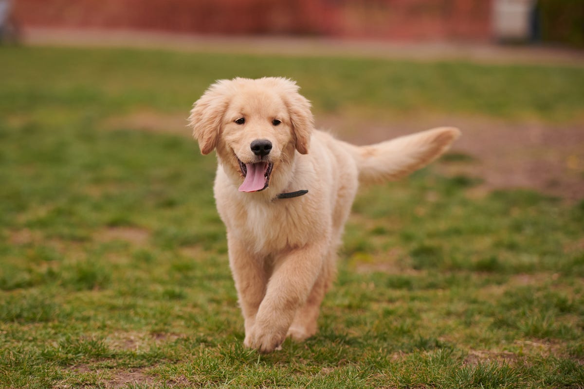 These Adorable Cat-Friendly Dog Breeds Make the Most Purr-fect Roommates
