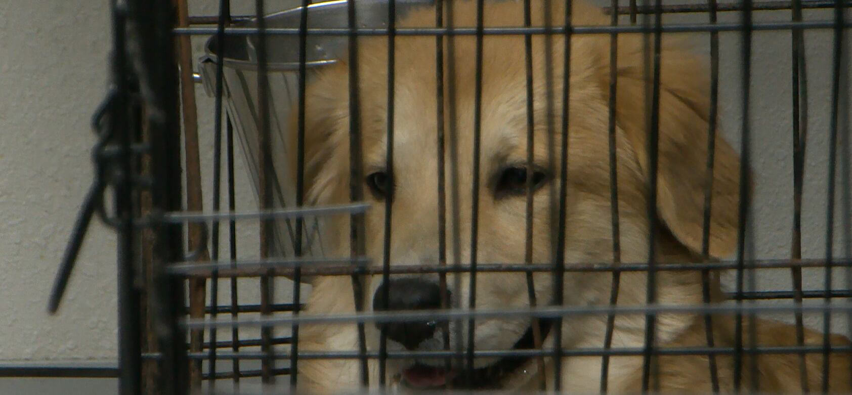 Animal shelters remind that animals are not just gifts, but lifelong ... Animal shelters remind that animals are not just gifts, but lifelong ...