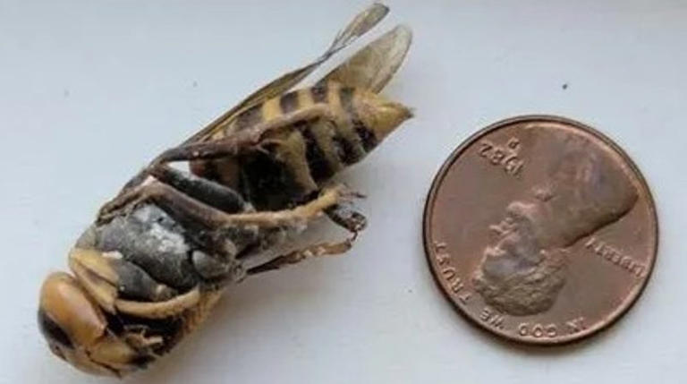 ‘Murder hornets’ eradicated from US, officials announce