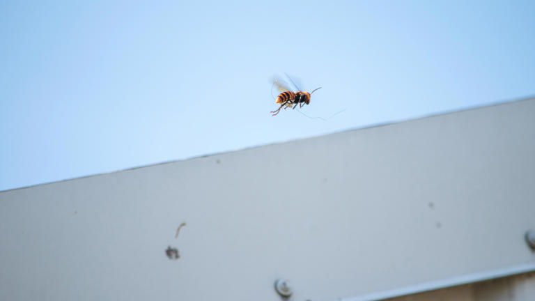 'Murder hornets' eradicated from US, Federal and Washington agriculture ...